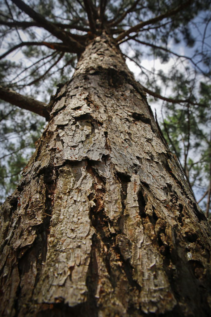 Weyerhaeuser and Plum Creek to Merge, Creating the World’s Premier ...